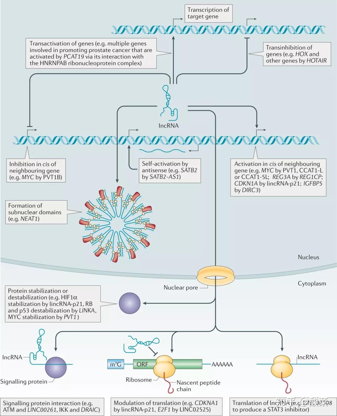 肿瘤与lncRNA，一文秒懂两大国自然常青树 - 知乎
