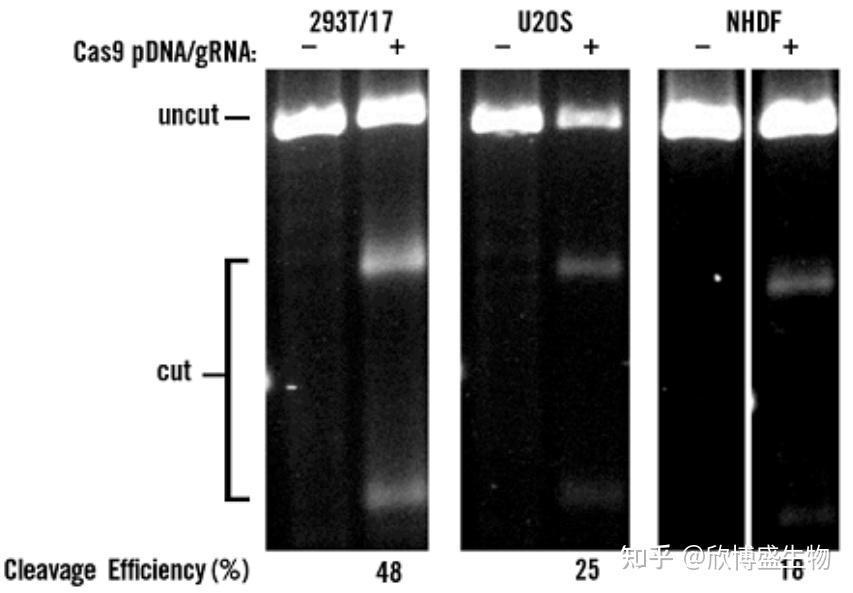 Mirus全能型转染试剂：TransIT-X2®应对多种核酸/蛋白及细胞类型 - 知乎