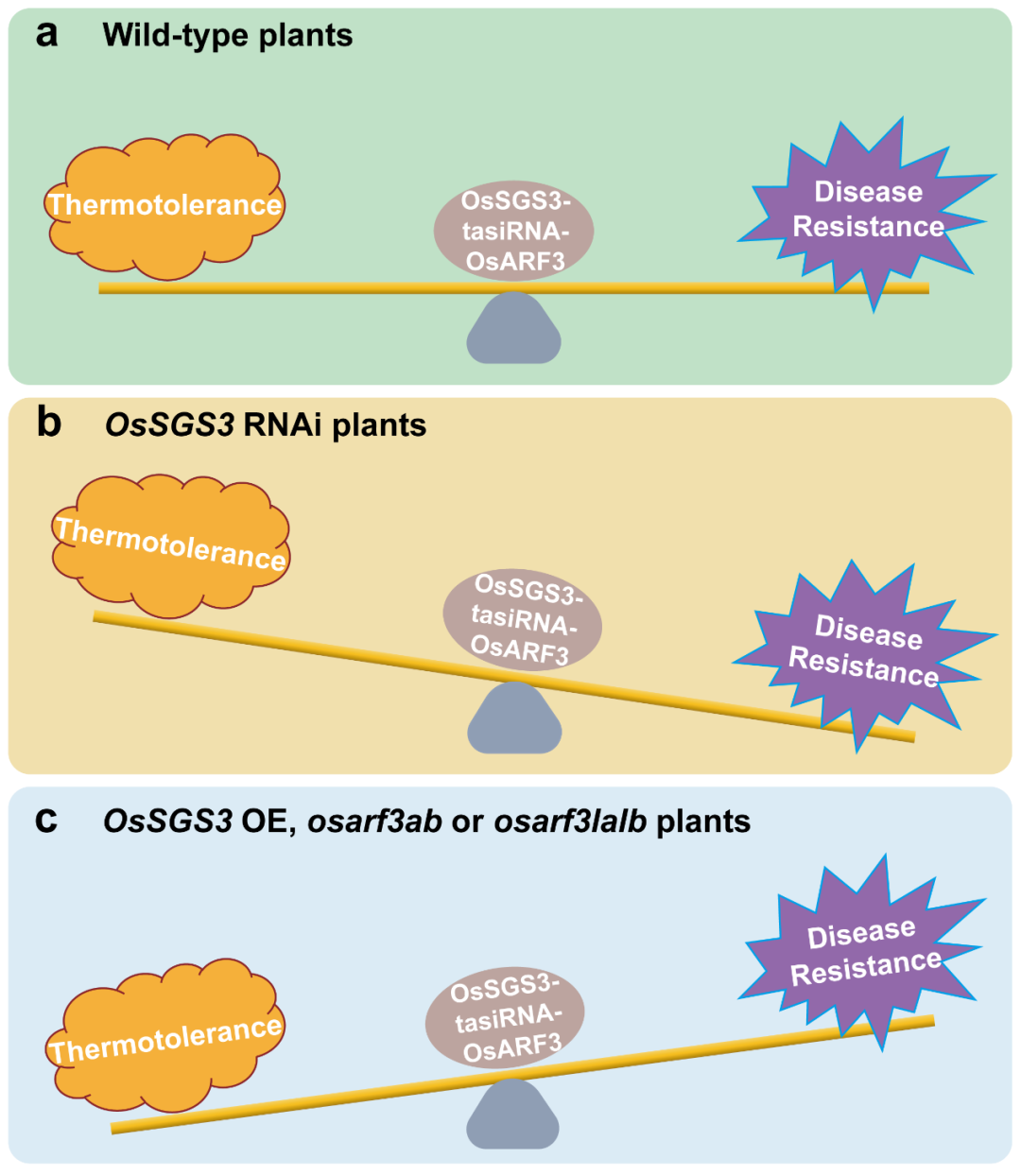 Nature Commun | 刘军钟/何祖华/曹晓风合作揭示SGS3-tasiRNA-ARF3模块平衡水稻耐热性和抗病性的机制 - 知乎