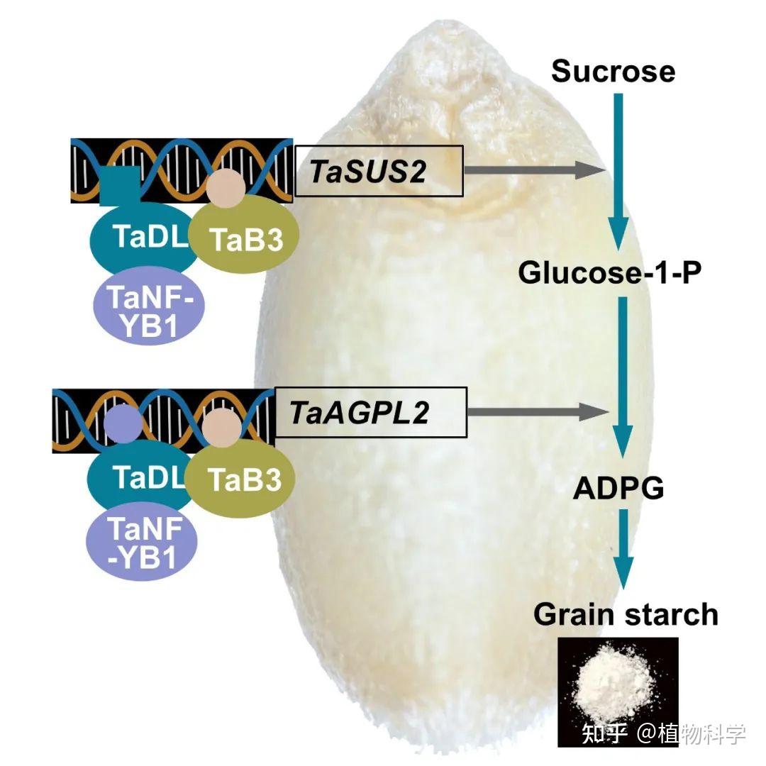 中国农业大学小麦研究中心梁荣奇课题组揭示TaDL-TaB3-TaNF-YB1模块调控小麦籽粒淀粉合成的机制 - 知乎