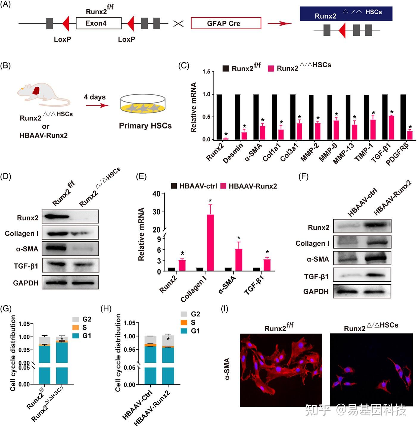 易基因：ChIP-seq等揭示Runx2通过转录调控Itgav表达激活肝星状细胞以促进肝纤维化｜科研进展 - 知乎