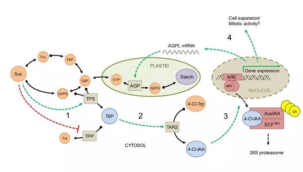 New Phytol. | 6-磷酸海藻糖通过激活生长素合成促进种子灌浆 - 知乎