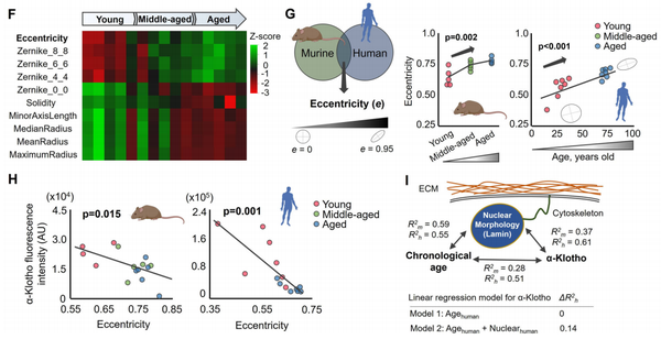 NC（IF17）! 蛋白质组学揭示软骨老化的关键蛋白及相关机制 - 知乎