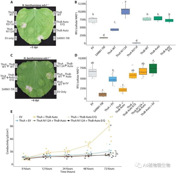 Science Advances | 中科院研究揭示原核生物免疫信号交叉激活植物免疫的机制！ - 知乎