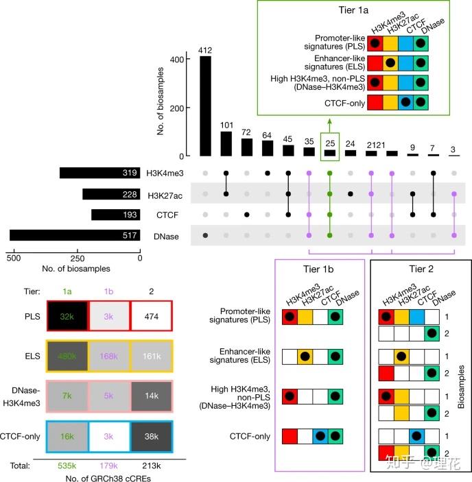 ENCODE项目第三期论文解读之一：扩增的人和小鼠基因组的DNA元件百科 - 知乎