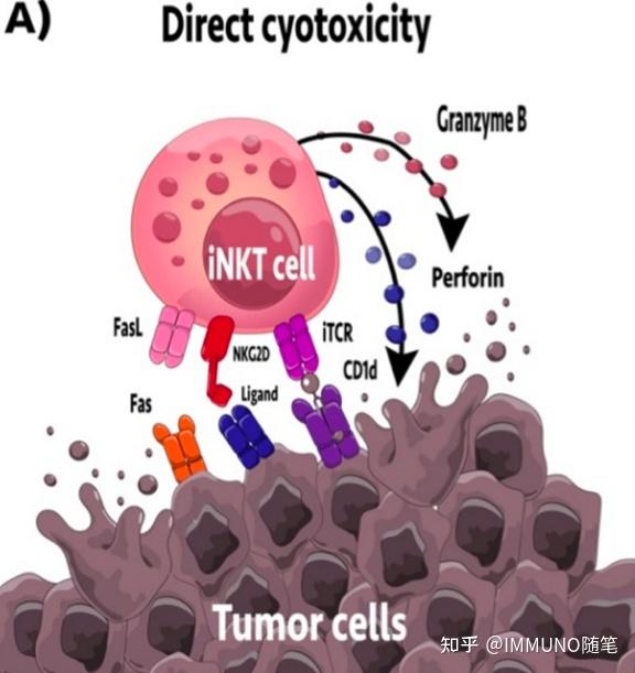 NKT细胞能否助力细胞免疫疗法？ - 知乎