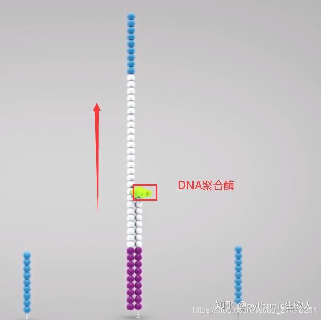 NGS测序原理02-簇生成（Cluster Generation） - 知乎