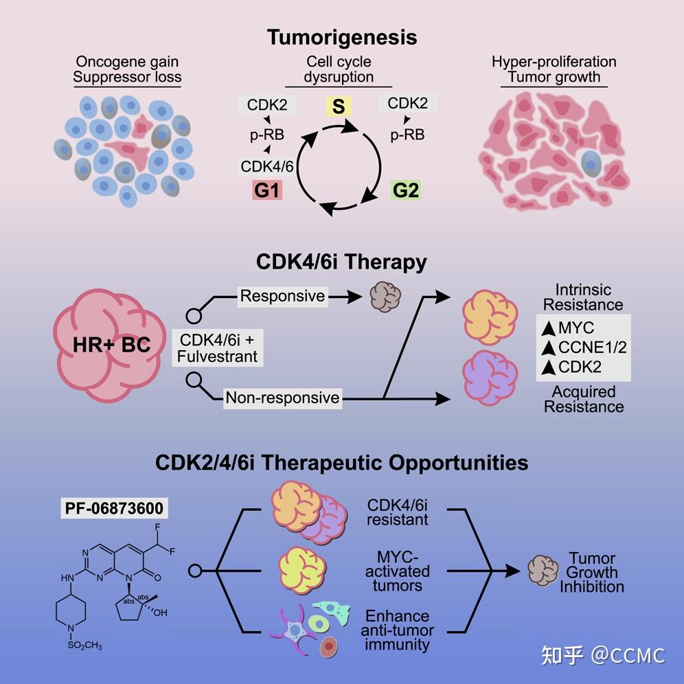 Cancer Cell：新型抑制剂或可解决对CDK4/6抑制剂耐药的肿瘤患者的治疗难题 - 知乎