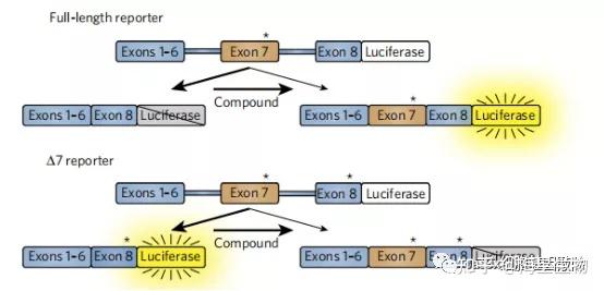 mRNA异常剪接体外验证实验—Minigene splicing assay - 知乎