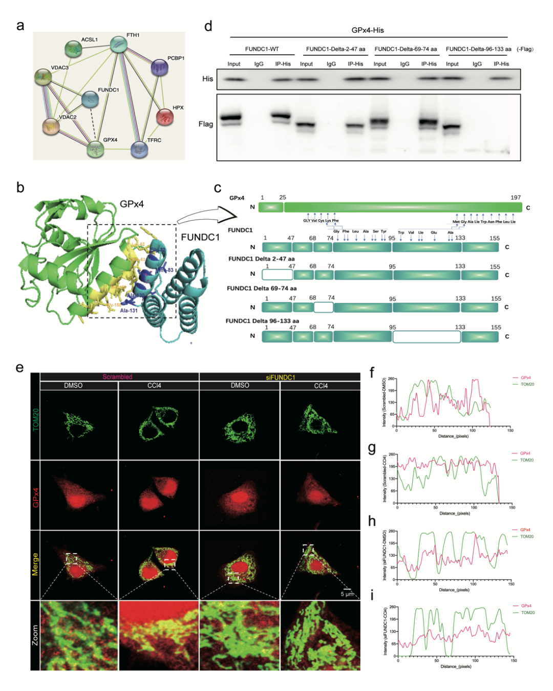 J Adv Res｜复旦大学中山医院团队阐述肝纤维化过程中线粒体自噬调控铁死亡的新机制 - 知乎