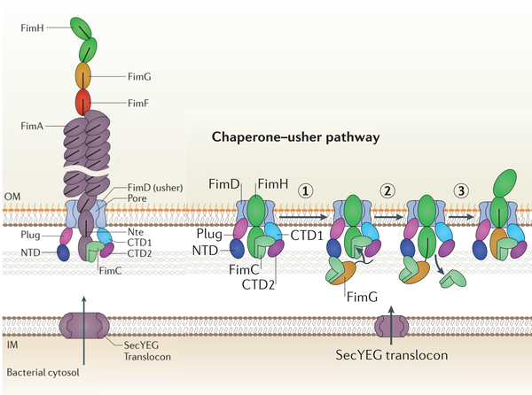 细菌的分泌系统 - 知乎