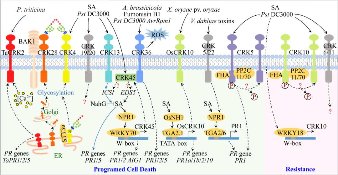 Trends in Plant Science发表封面故事，系统总结类受体激酶CRK的功能 - 知乎