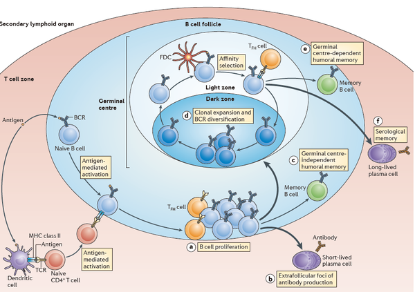 高亲和力抗体是如何产生的？ - 知乎