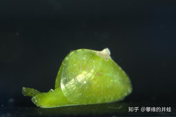 【地球演义】就是一盘大螺贝 - 知乎