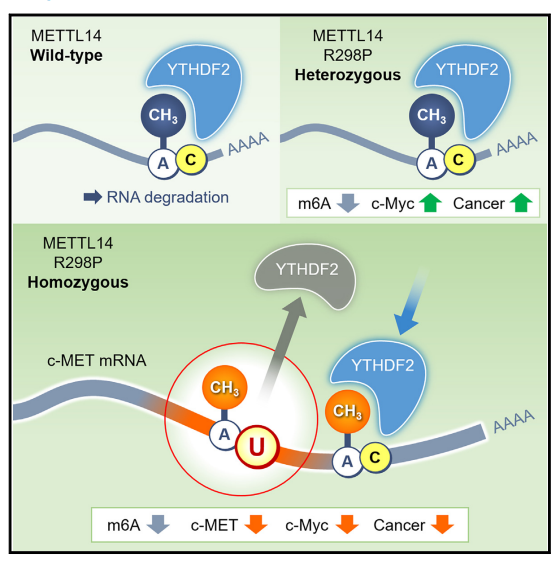 Cell Reports | 揭开METTL14在介导m6A修饰中的神秘面纱 - 知乎