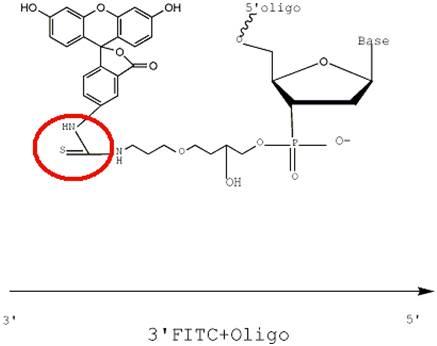 引物的设计及修饰最全教程 - 知乎
