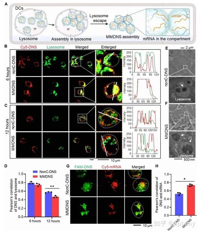 Sci Adv：搭建mRNA疫苗的专属工作间 - 知乎