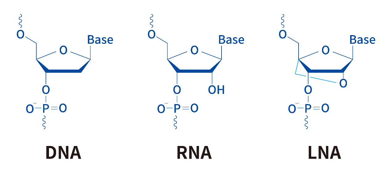 寡核苷酸合成的奠基石-核苷单体 - 知乎