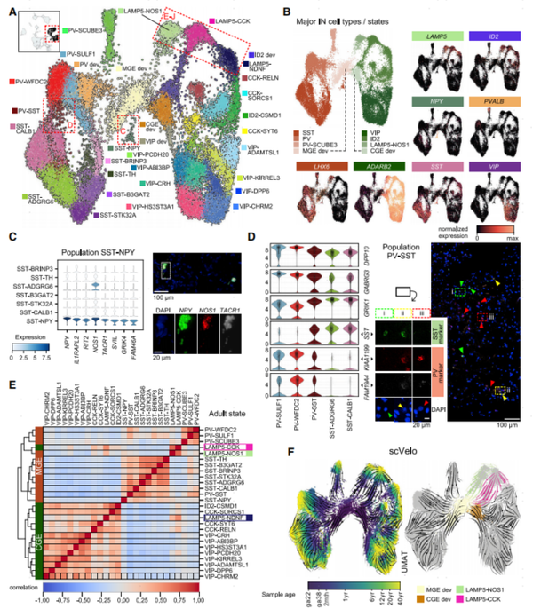 Cell带您看单细胞技术揭示人类前额叶皮层基因调控动态 - 知乎