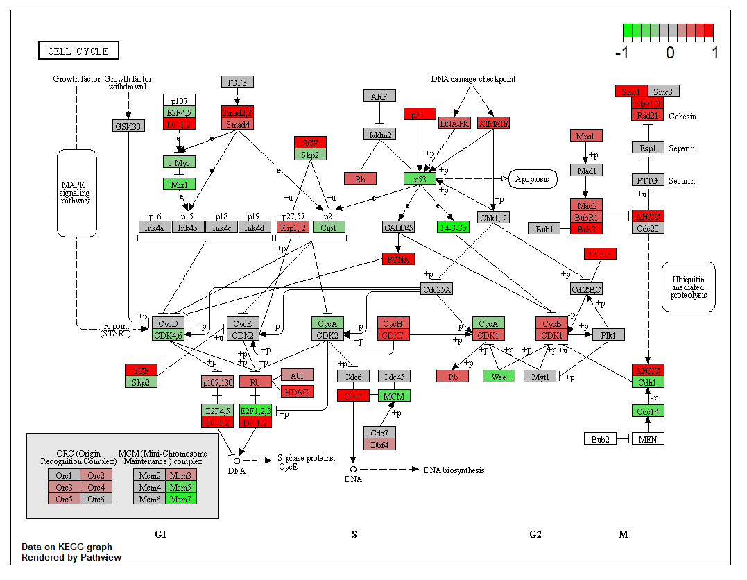 如何用Pathview画出高大上的基因与代谢通路热图？ - 知乎