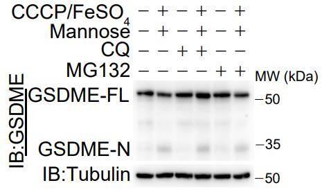 Chloroquine氯喹作用机制与应用，Chloroquine氯喹实验数据分享 | MCE - 知乎