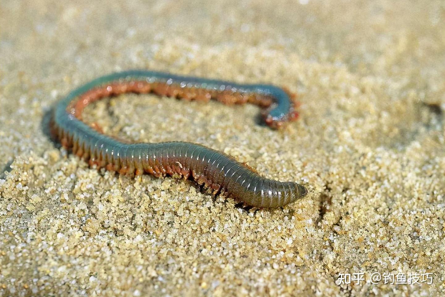 如何用沙蚕钓鱼？沙蚕作为海钓鱼饵的使用技巧 - 知乎