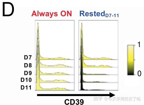 Transient rest restores functionality in exhausted CAR-T cells through ...