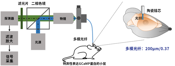 钙成像实验怎么操作？钙成像技术应用案例 - 知乎