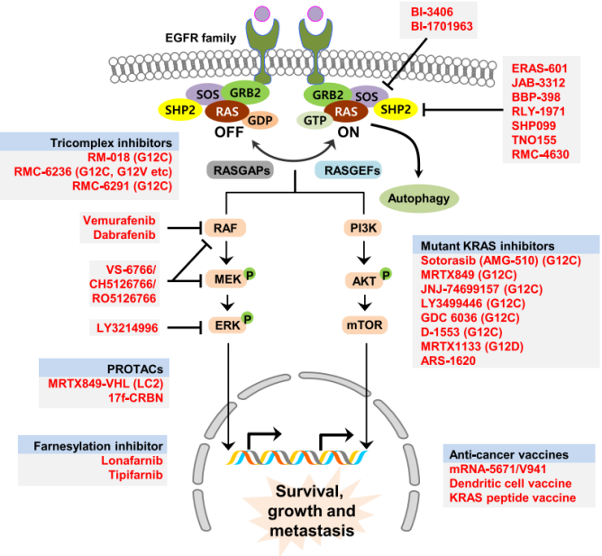 KRAS靶向治疗的现状和未来方向 - 知乎