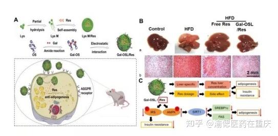 DLin-MC3-DMA:肝脏靶向siRNA/LNP系统的“标准”脂质材料/脂质纳米颗粒（LNP）的基本组成 - 知乎
