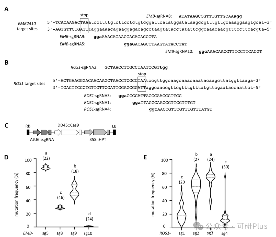 用的sgRNA越多，基因敲入效率就越高？丨分子植物科学卓越创新中心Daisuke Miki团队解析DSB频率与基因敲入效率的关系 - 知乎