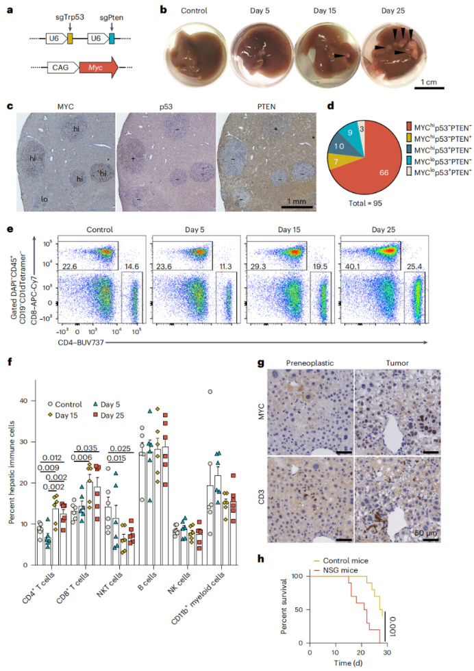 Nature Cancer (IF=22.7): 胆碱能CD4+ T细胞在癌症免疫中的免疫监测作用 - 知乎