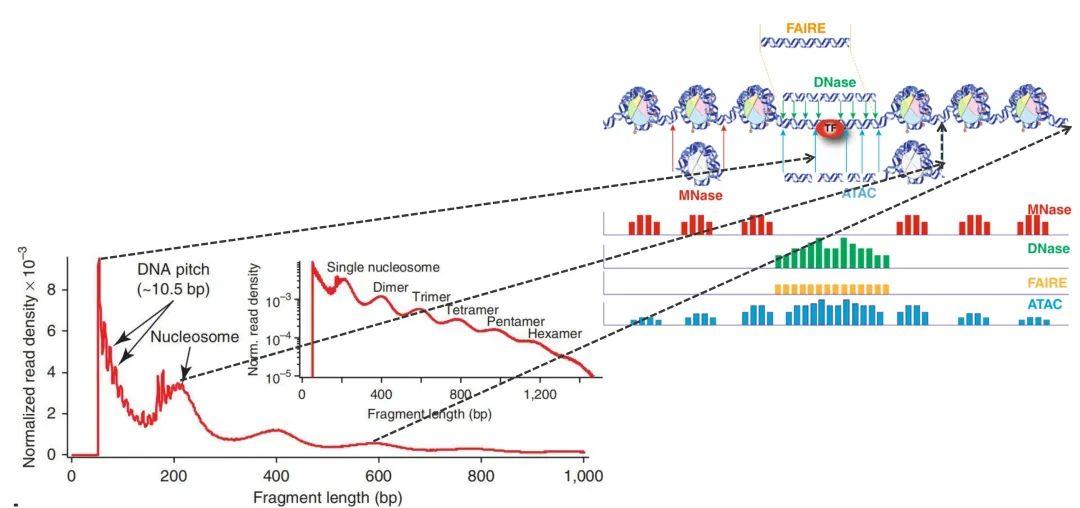 一文详解ATAC-seq原理+读图：表观遗传的秀儿 - 知乎