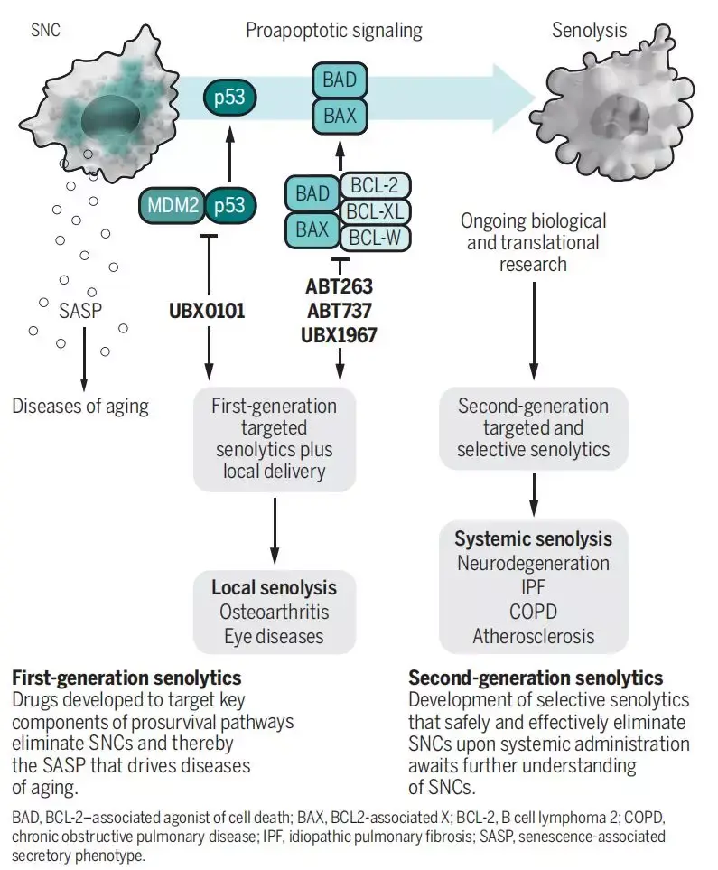 Science观点 | 清除衰老细胞，Senolytic疗法或将可延缓衰老 - 知乎