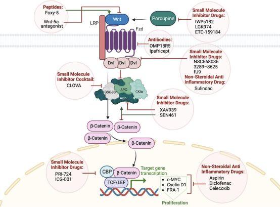 Front.mol neurosci-神经发生和脑肿瘤发生的WNT信号传导 - 知乎