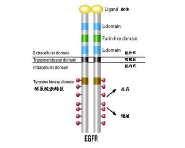一分钟了解EGFR和肿瘤之间的关系 - 知乎