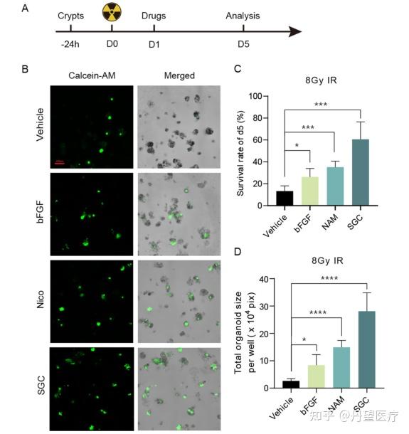 解析CTG法与图像法在类器官药物筛选中的差异 - 知乎