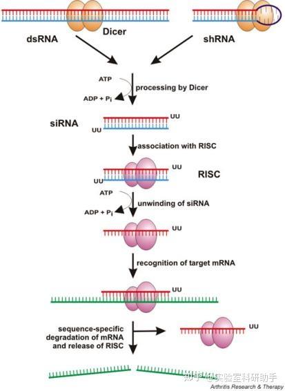 实验答疑室丨siRNA与shRNA：告别“RNA雾水”，一篇搞定！ - 知乎
