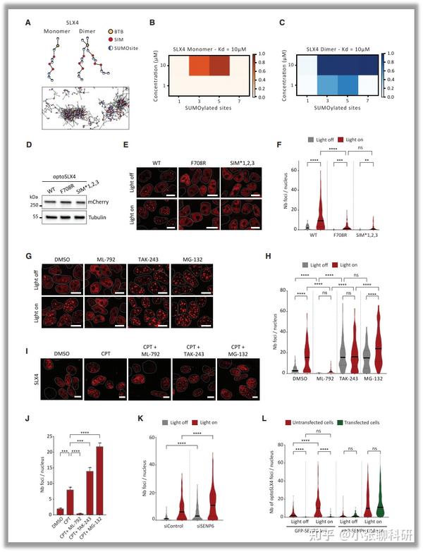 多热点综合研究：SUMO化还能通过“相分离”去调控泛素化？ - 知乎
