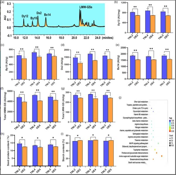 【Plant Biotech J】转录因子Glu-1的高效蛋白质组鉴定：小麦TaB3-2A1功能验证的案例 - 知乎