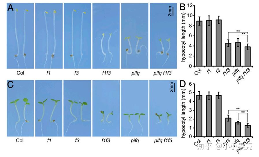 磷酸酶PP6通过去磷酸化PIF蛋白负调控植物光形态建成 - 知乎