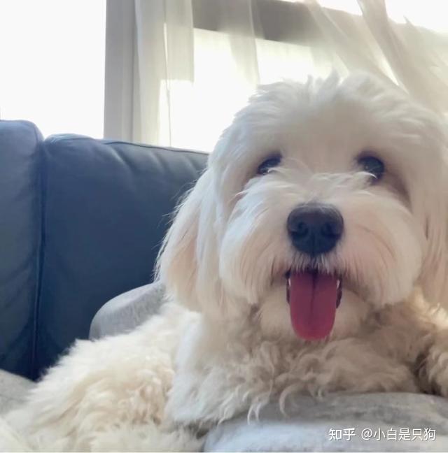 原来“哈瓦那犬”的优点这么多，难怪这么受欢迎 - 知乎