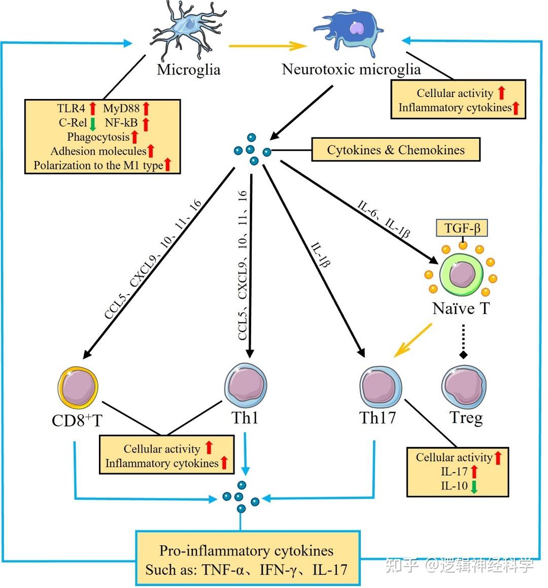 J Neuroinflammation 综述︱魏建设课题组聚焦帕金森病中小胶质细胞与T细胞的相互作用对疾病进程的影响 - 知乎