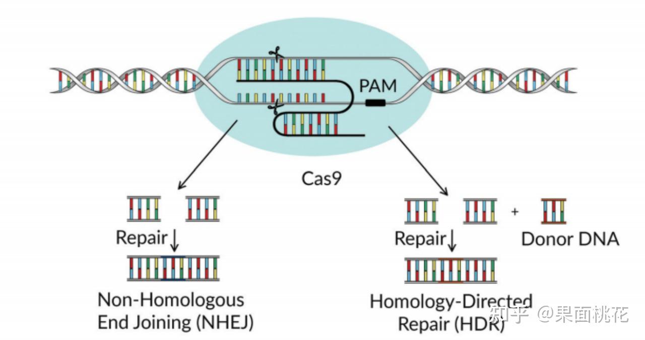 化学合成sgRNA 助力高效基因编辑 - 知乎