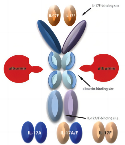 纳米抗体助力双抗药物设计 - 知乎