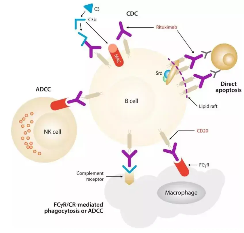 三代CD20单抗，守擂二十余年的利妥昔独孤求败 - 知乎