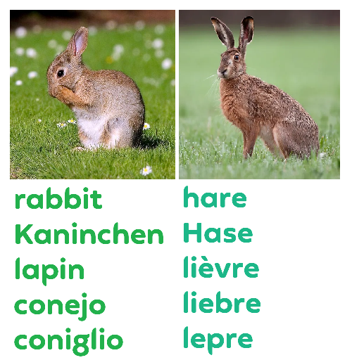 野兔和家兔到底是不是同个物种？ - 知乎