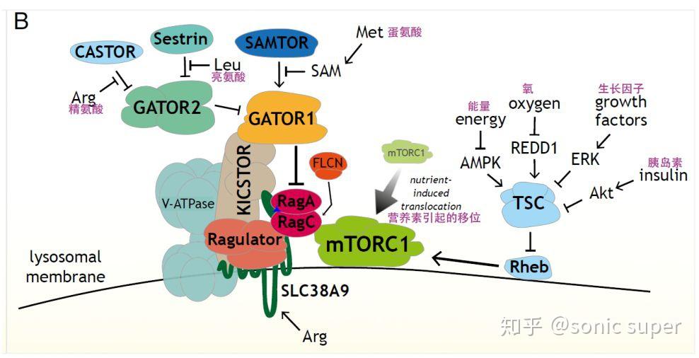 mTOR：一统抗衰老江湖的生长营养调节中枢 - 知乎