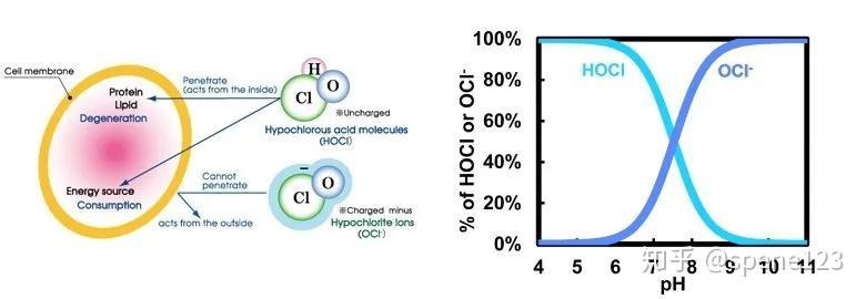HOCl如何杀死微生物病原体？ - 知乎