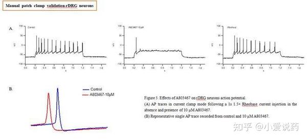 Nav1.8（VX-548）|离子通道检测|膜片钳检测服务|药物筛选服务 - 知乎